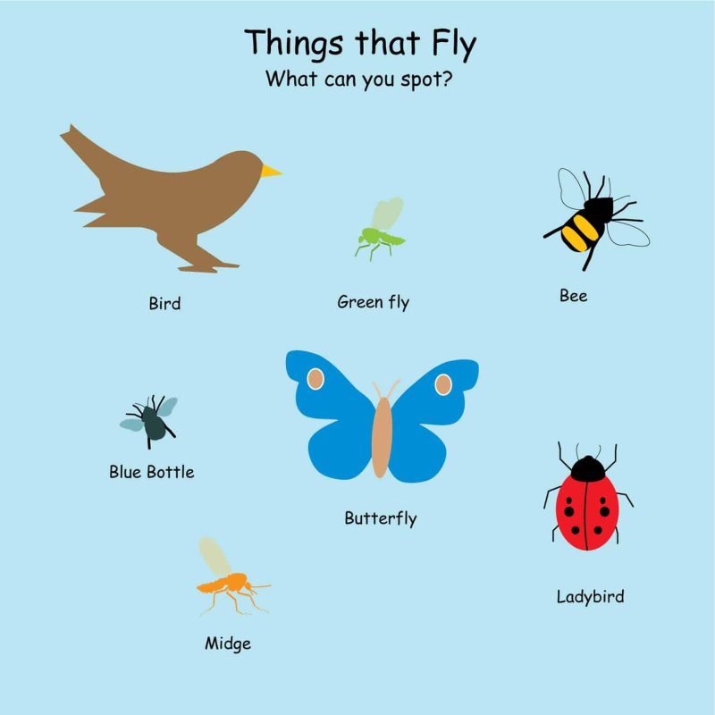 Things That Fly Nature Board